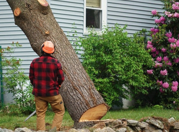 Tree Cutting Service Colchester, VT | Free On-Site Estimates Available!